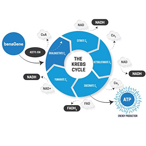 benaGene 3 Bottle Bundle - Thermally Stabilized Oxaloacetate Anti-Aging ...