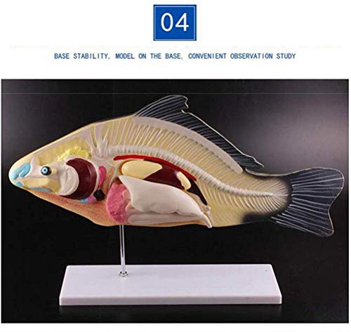 Pelvis Model Fish Anatomical Model,Fish Dissection Model Eisco 3d Fish ...