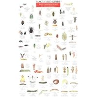 Mac's Field Guides: Northeast Garden Bugs: MacGowan, Craig ...