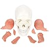 Axis Scientific 3-Part Human Skull Model with Masticatory Muscles, Life ...