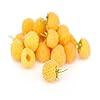 Anne Golden Raspberry Plants-Bare Root Canes–Sweet Tropical Flavor ...