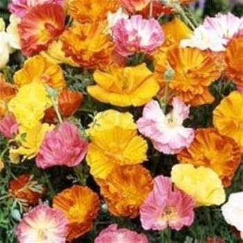 Amazon.com: Outsidepride California Poppy Ballerina Mix - 5000 Seeds ...