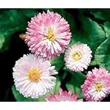 Amazon.com : 100 PINK ENGLISH DAISY SEEDS (Bellis Perennis 'Tasso Pink ...