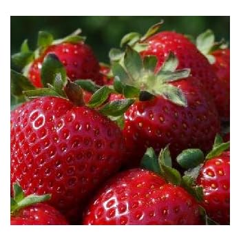 Amazon.com : 10 Heirloom Alexandria Strawberry Seeds : Strawberry ...