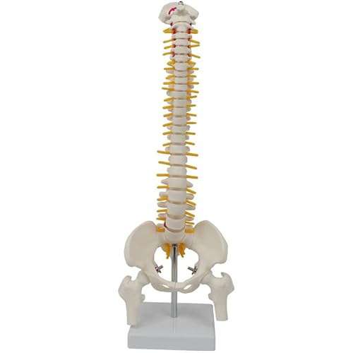 FORVE Human Spine Model, Medical Anatomical Cervical Model, Includes ...