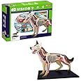 Amazon.com: Tedco 4D Vision Dog Anatomy Model : Toys & Games