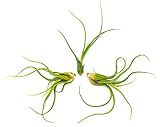 Octopus Air Plant Hanging Planter