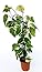 Edera - Hedera Hibernica 140-175 cm (rampicanti sempreverdi): Amazon.it ...