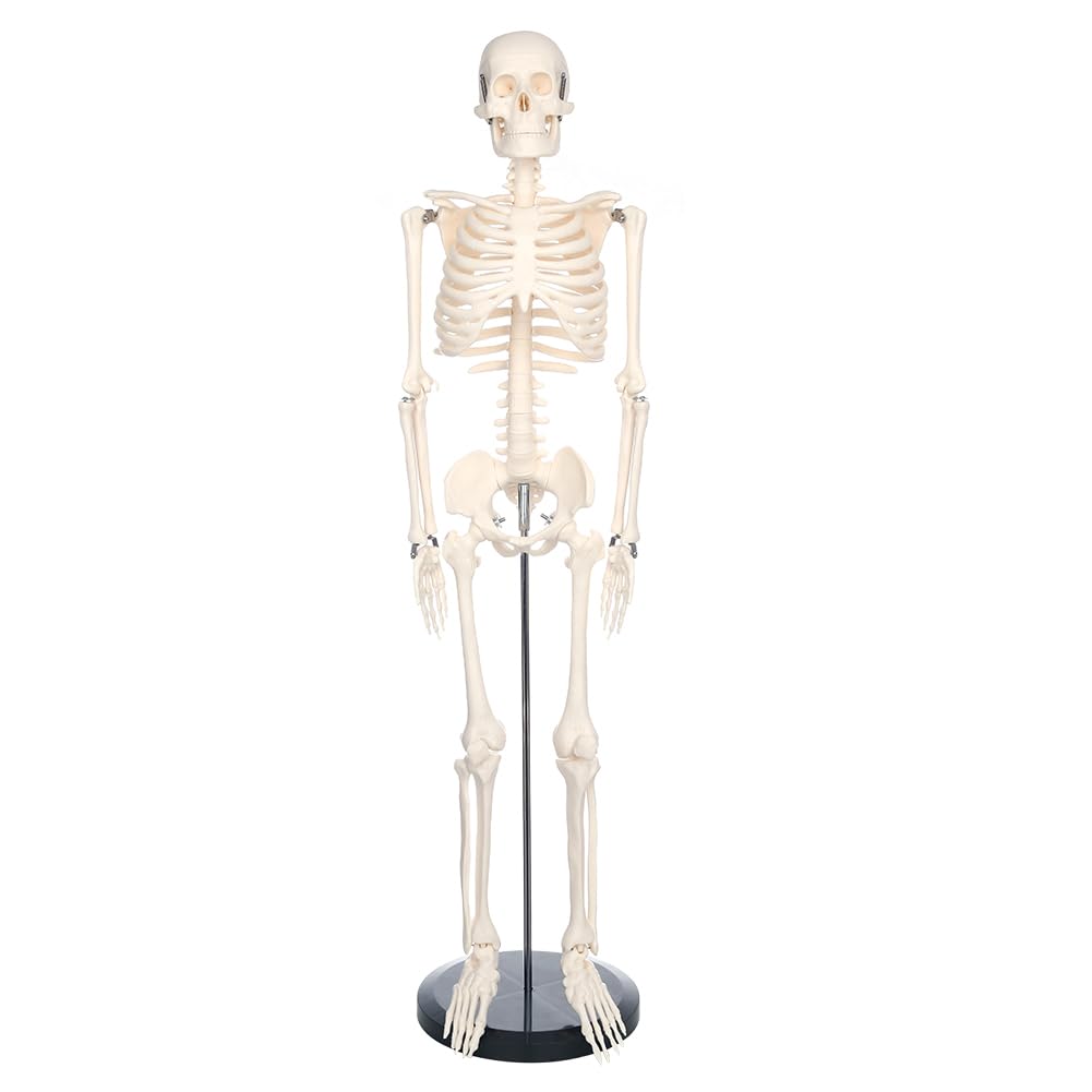 Mua Scientific Human Skeleton Model for Anatomy, 33.4'' Skeleton Model ...