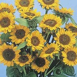 Amazon.com : Sonja Sunflower - Seed Packet : Flowering Plants : Patio ...