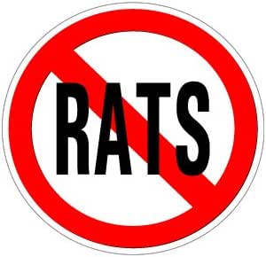 Amazon.com: Graphics and More No Rats - Window Bumper Sticker: Automotive