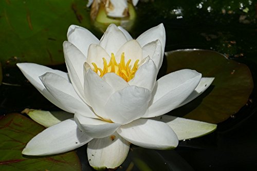 Buy Pmw® - Grade A Quality Water Lilly - Kaluva Puvvu - Nymphaeaceae ...
