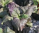 Red mustard - How to grow & care