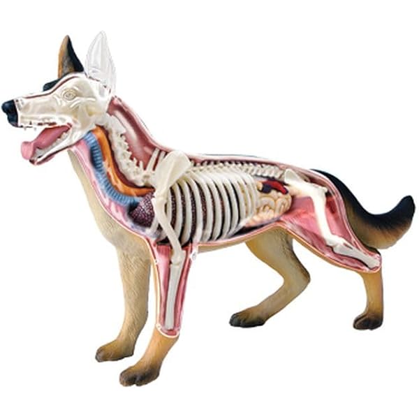 4d Vision 29 Piece Detachable 4D - 29 Piece Detachable Veterinary ...