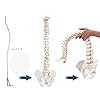 Winyousk Medical Spine Model, Life Size Flexible Anatomical Human Spine ...