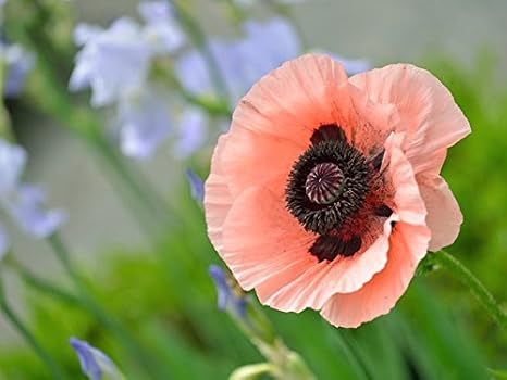 POPPY "MRS PERRY" -PAPAVER ORIENTAL 3 -HERBACEOUS PERENNIAL PLANTS ...