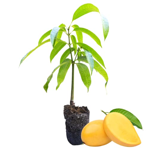Local US, Organic Mango Tree, Mango Pinapple (Manglifera) Fruit Tree ...