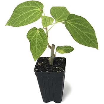 Amazon.com : Abelmoschus Manihot Kiko's Crump South Sea Salad Tree Live ...