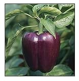 Purple Beauty Pepper: A Royal Bell - PepperScale