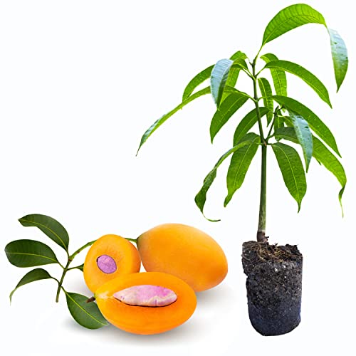 Local US, Organic Mango Tree, Mango Gandaria (manglifera) Tropical 12 ...