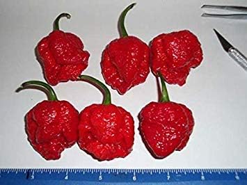 25 Worlds Hottest Trinidad Scorpion Red Moruga Pepper Seeds - C 203 ...