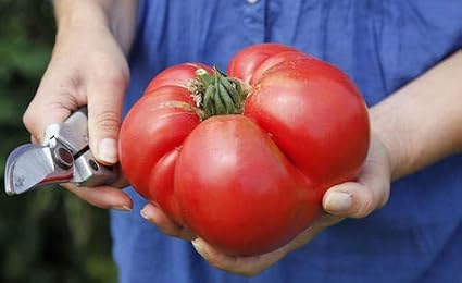 Die Grosste Tomate Der Welt