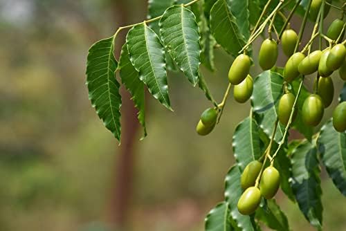 Neem Tree Seeds - 10 Seeds - Village Pharmacy Tree price in Saudi ...