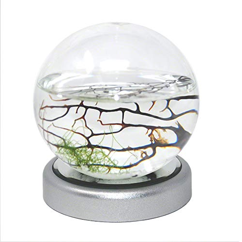 EcoSphere Closed Aquatic Ecosystem, Small Sphere with LED Base | Pricepulse