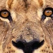 Prey: Amazon.de: Peter Weller, Bridget Moynahan, Jamie Bartlett ...