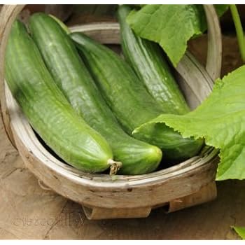 Amazon.com : Cucumber - Chelsea Prize Seeds : Vegetable Plants : Garden ...