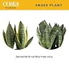 Costa Farms Snake, Sansevieria Mother-In-Law's Tongue in Mid-Century ...