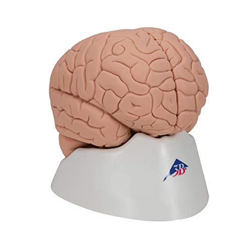 3B Scientific C15/1 Economy Brain 2-part - 3B Smart Anatomy Business ...