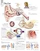 The Ear chart: Wall Chart in Kuwait | Whizz Anatomy