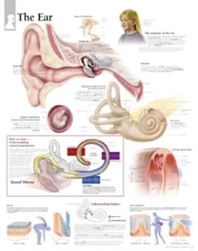 The Ear chart: Wall Chart in Kuwait | Whizz Anatomy