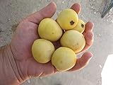 Marula tree - How to grow & care