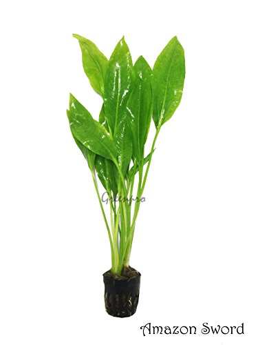 11 Best & Easiest Freshwater Aquarium Plants for Beginners