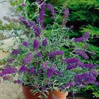 Amazon.com : Buddleia 'Buzz Violet' - Butterfly Bush : Flowering Plants ...