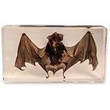 Real Bat in Acrylic Block - Small: Bat Skeleton: Amazon.com: Industrial ...
