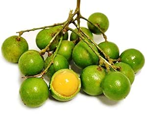 Amazon.com: Fresh Quenepa Fruit (5lb) : Grocery & Gourmet Food