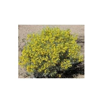 Amazon.com : 25 SILVER CASSIA Senna Artemisioides Shrub Flower Seeds ...
