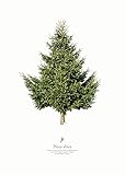 Picea torano - How to grow & care