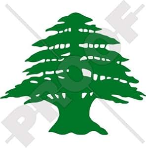 Amazon.com: LEBANON CEDAR Shape Lebanese Cedrus Libani Tree 5" (125mm ...