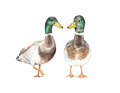 Amazon.com: Limited Edition Mallard Duck Print 8.5x11 Watercolor: Handmade