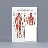 Muscular System Anatomical Chart, LAMINATED, Anatomy and Physiology ...