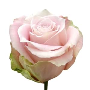 Amazon.com : 50 Light Pink Roses - Faith Variety - XXL Blooms ...