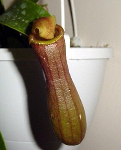 Nepenthes Carnivorous Asian Pitcher Live Plant Exotic 6 Rare Nepenthes