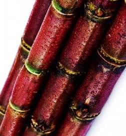 Amazon.com : Red Chewing Sugar Cane 2-3' Tall Plant, For Real Sweet ...