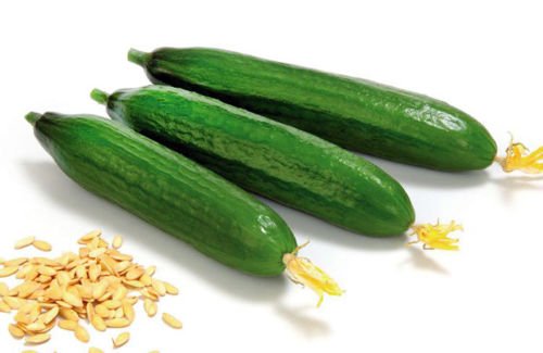 30 Persian Beit Alpha Cucumber Seeds Heirloom NON-GMO Crispy and Sweet ...