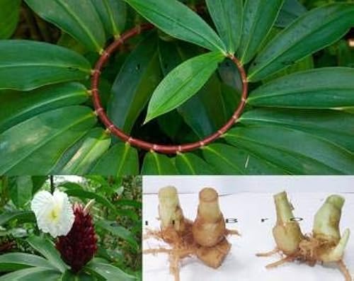 Insulin Plant(3 Live plants with Rhizomes) Fiery Costus /Costus Igneus ...