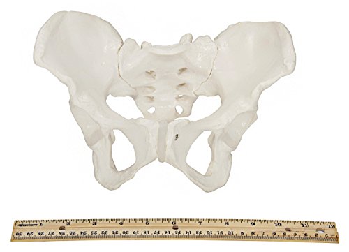 Axis Scientific Skeletal Model of The Female Pelvis | Cast from a Real ...